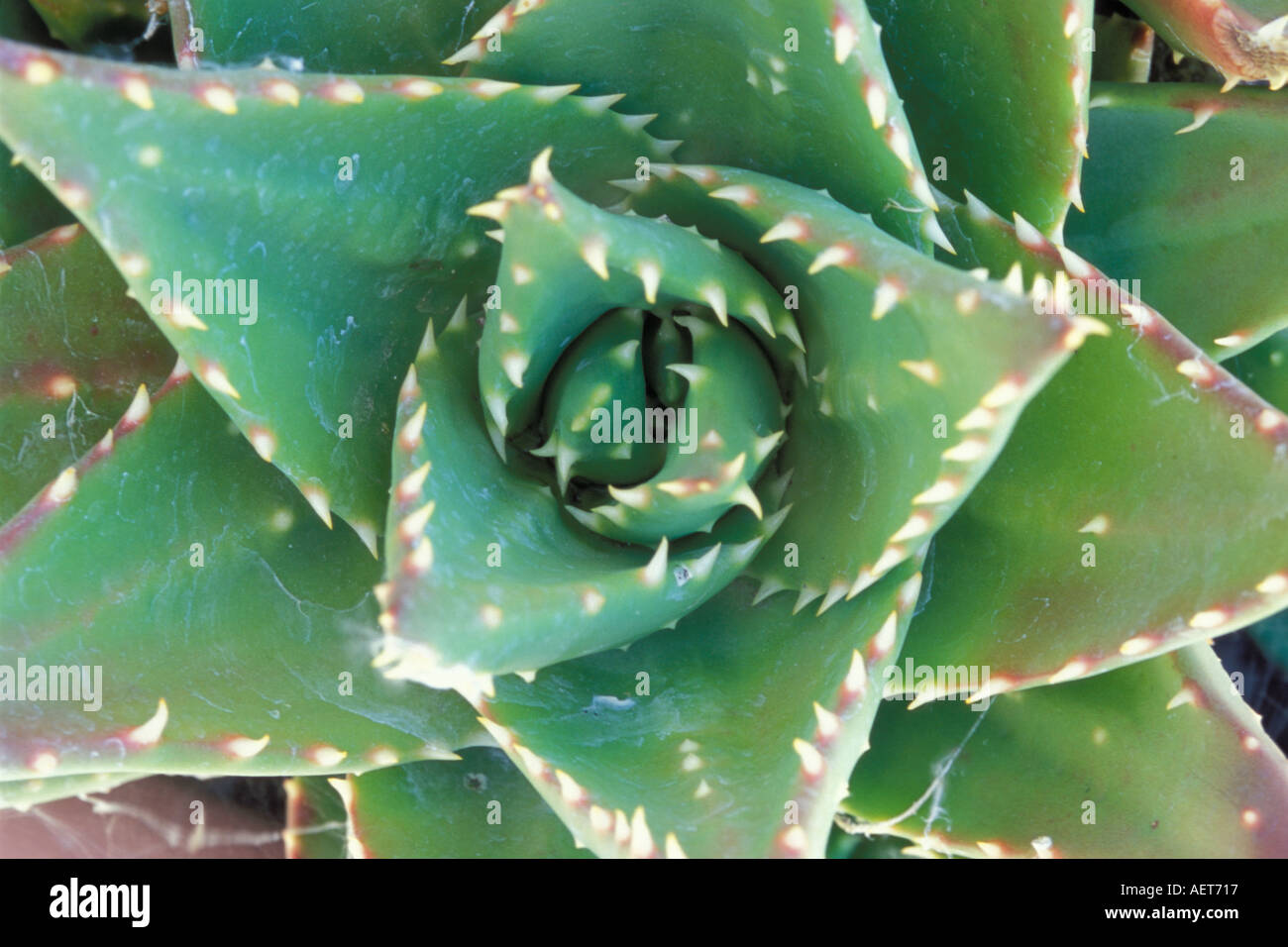 Aloe Vera Agave species Stock Photo - Alamy