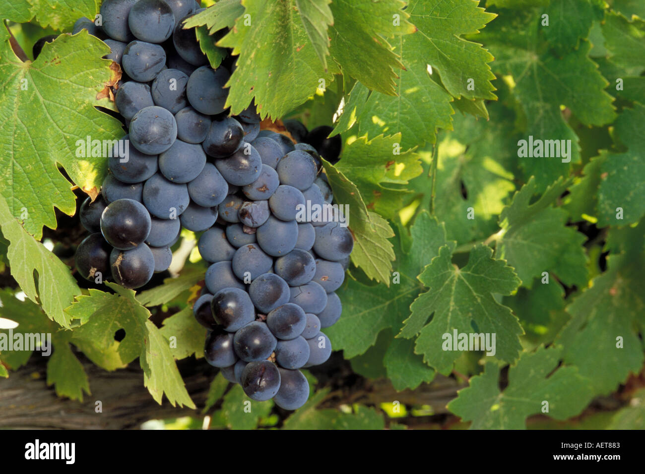 California grapes delta hi-res stock photography and images - Alamy