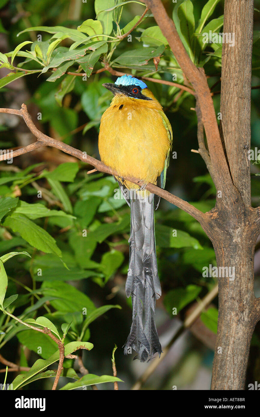 blue-crowned motmot on branch / Momotus momota Stock Photo - Alamy