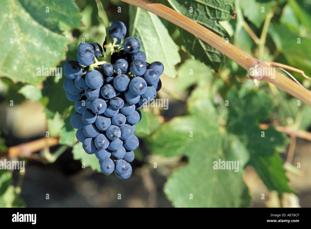 Shiraz Verital Wine Grapes Stock Photo - Alamy