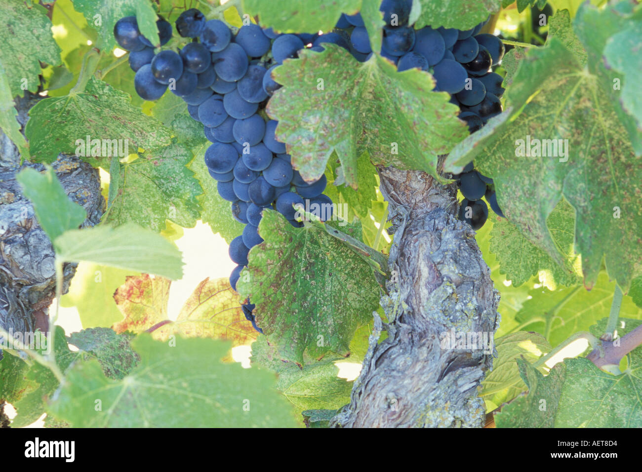 Shiraz Verital Wine Grapes Stock Photo - Alamy