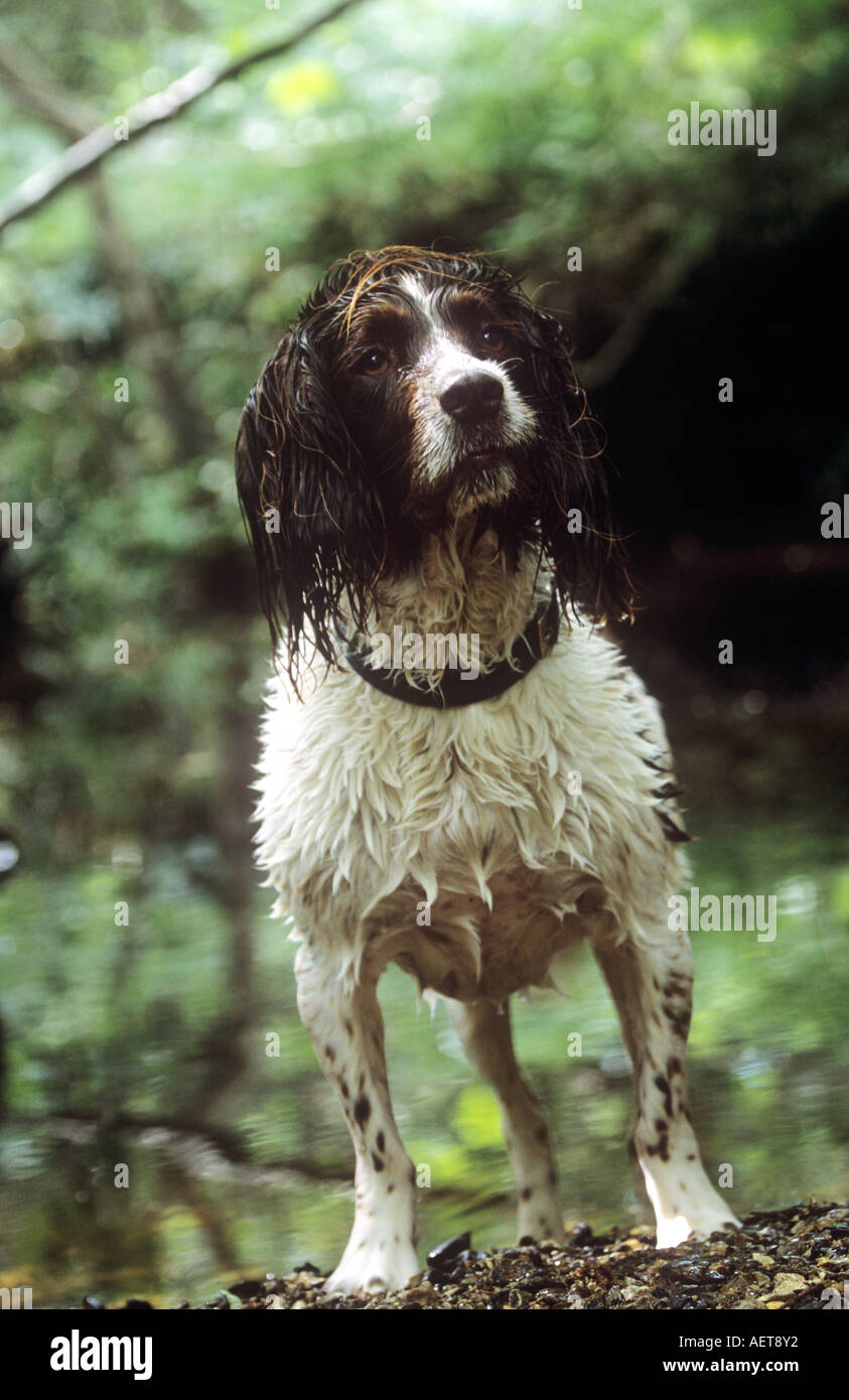 Dog by stream Stock Photo - Alamy