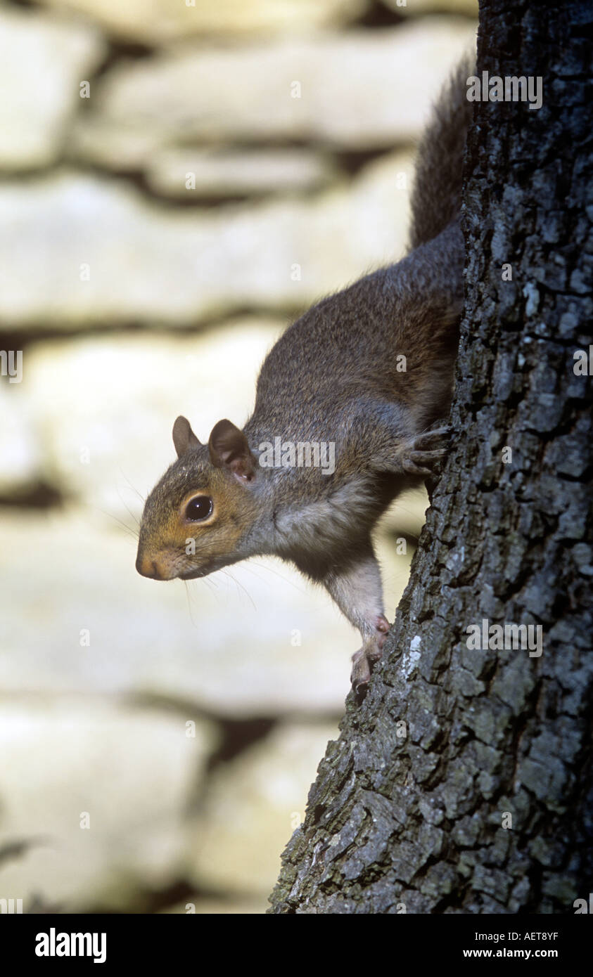 Grey squirrel dorset hi-res stock photography and images - Alamy