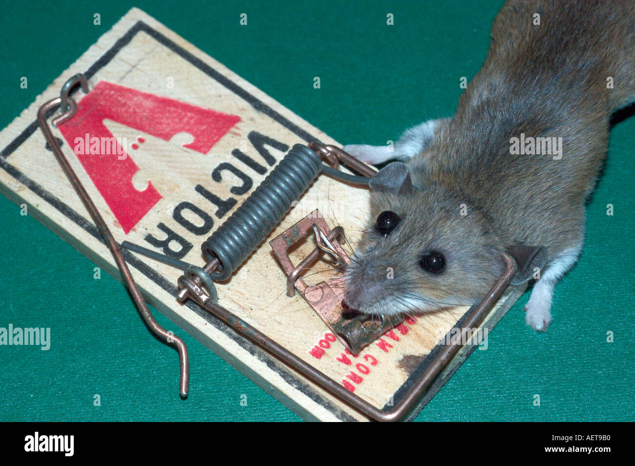 mouse caught in a mousetrap Stock Photo - Alamy