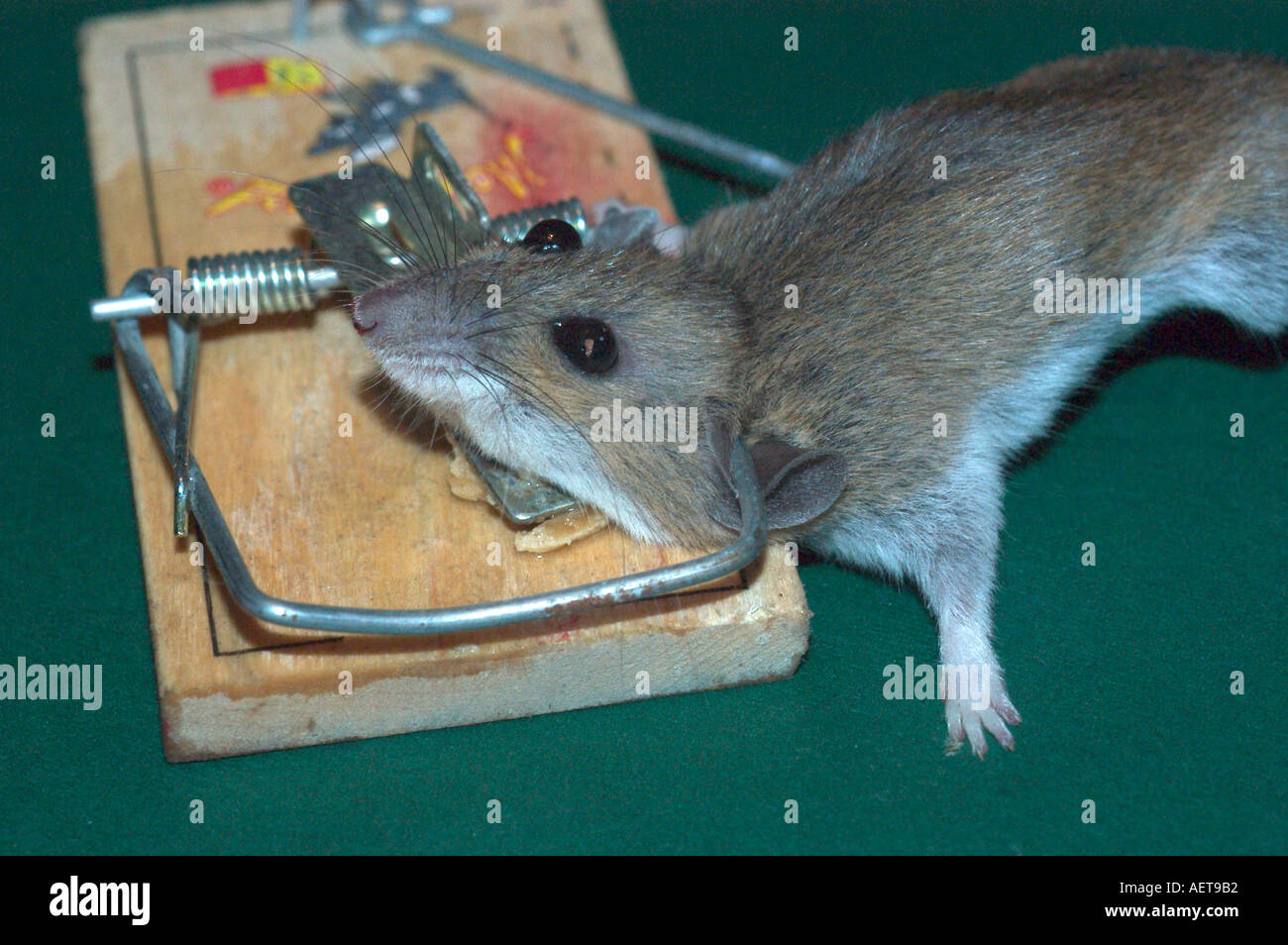 mouse caught in a mousetrap Stock Photo - Alamy