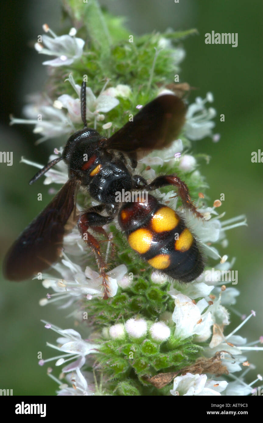 Parasitic wasp family Scoliidae Delaware United States probably ...