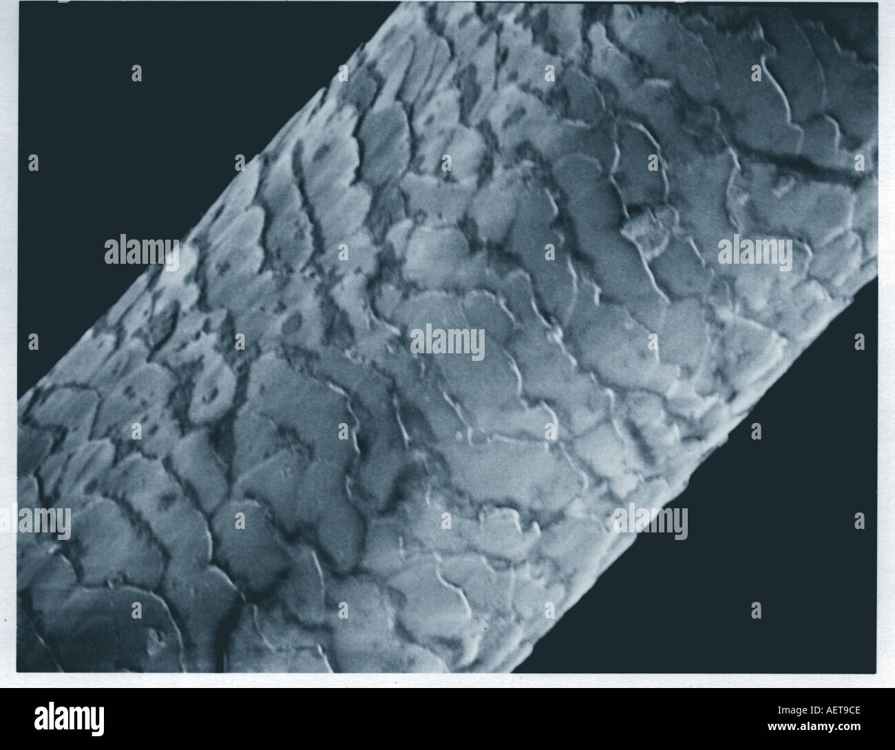 portion of a hair of an Asian woman by scanning electron microscope ...