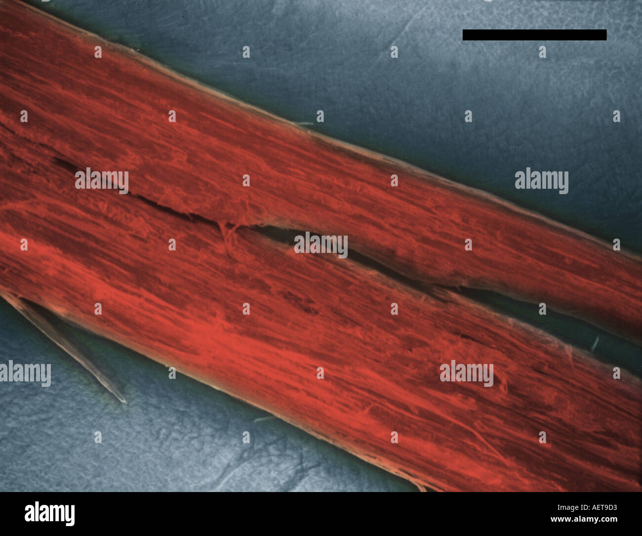 woman s hair by scanning electron microscope showing split end Black ...