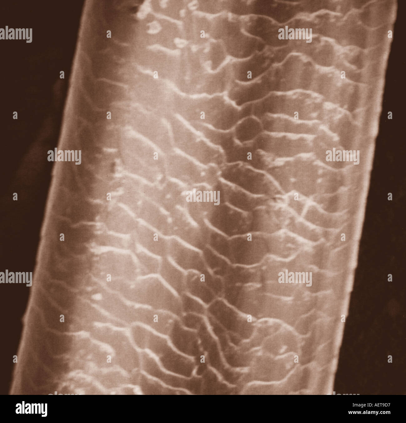 woman s hair by scanning electron microscope Stock Photo - Alamy