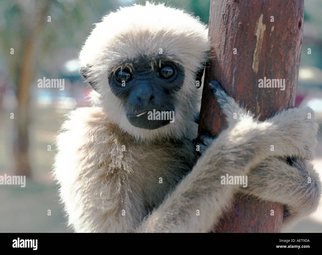Pet baby gibbon clinging to a tree trunk in Thailand Stock Photo - Alamy