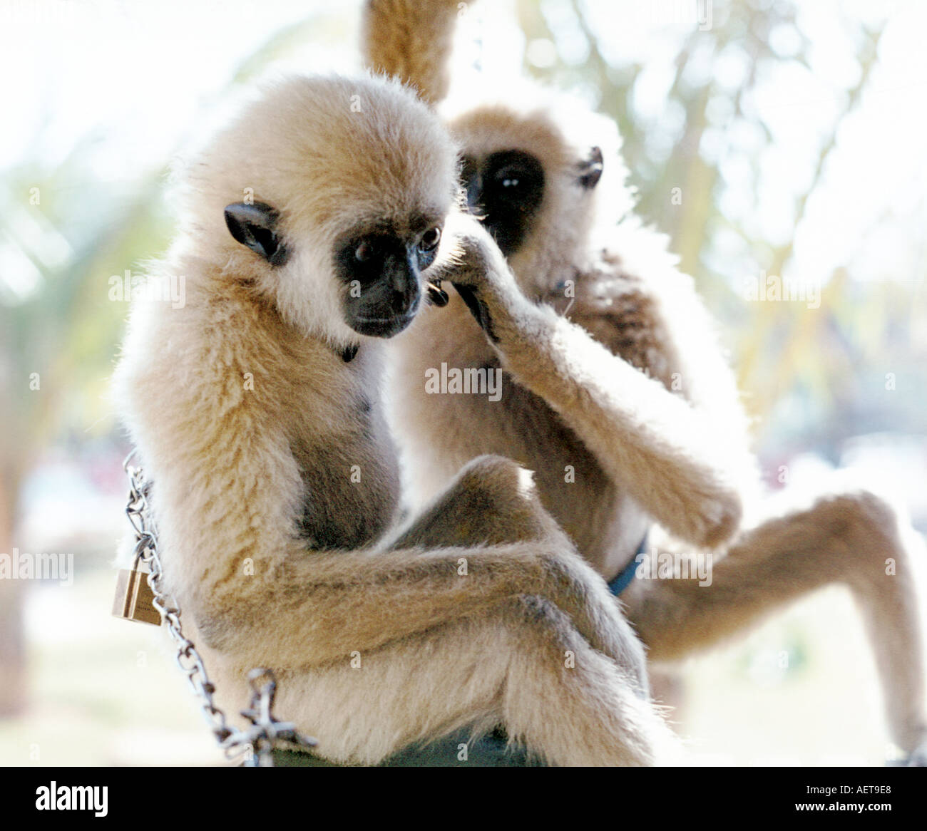 Two baby gibbons in Thailand Stock Photo - Alamy