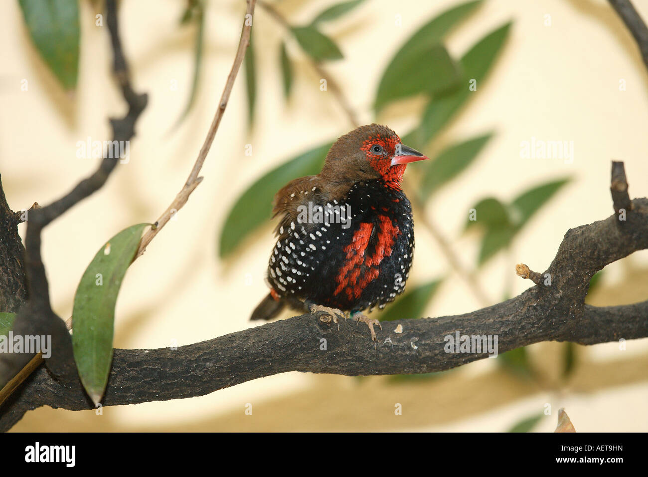 Painted finches hi-res stock photography and images - Alamy