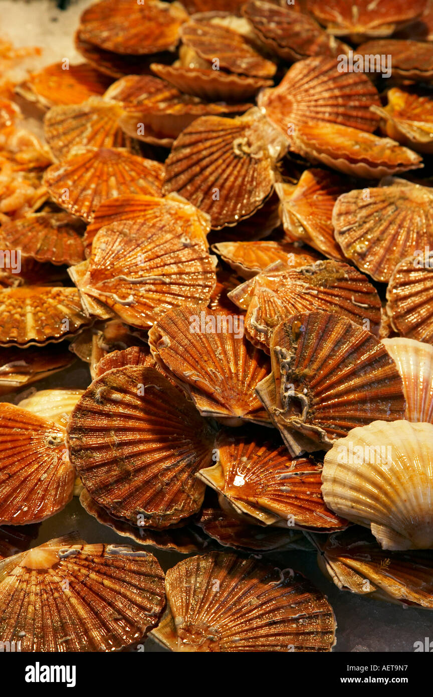 Scallop Shells Venice Fish Market Stock Photo - Alamy