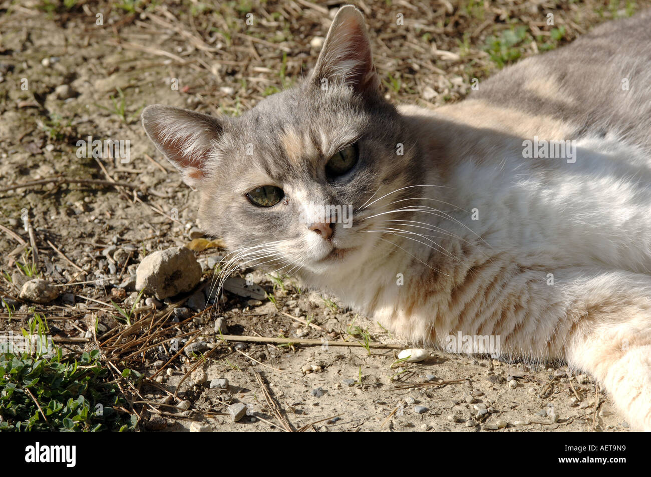 Hanbury family hi-res stock photography and images - Alamy