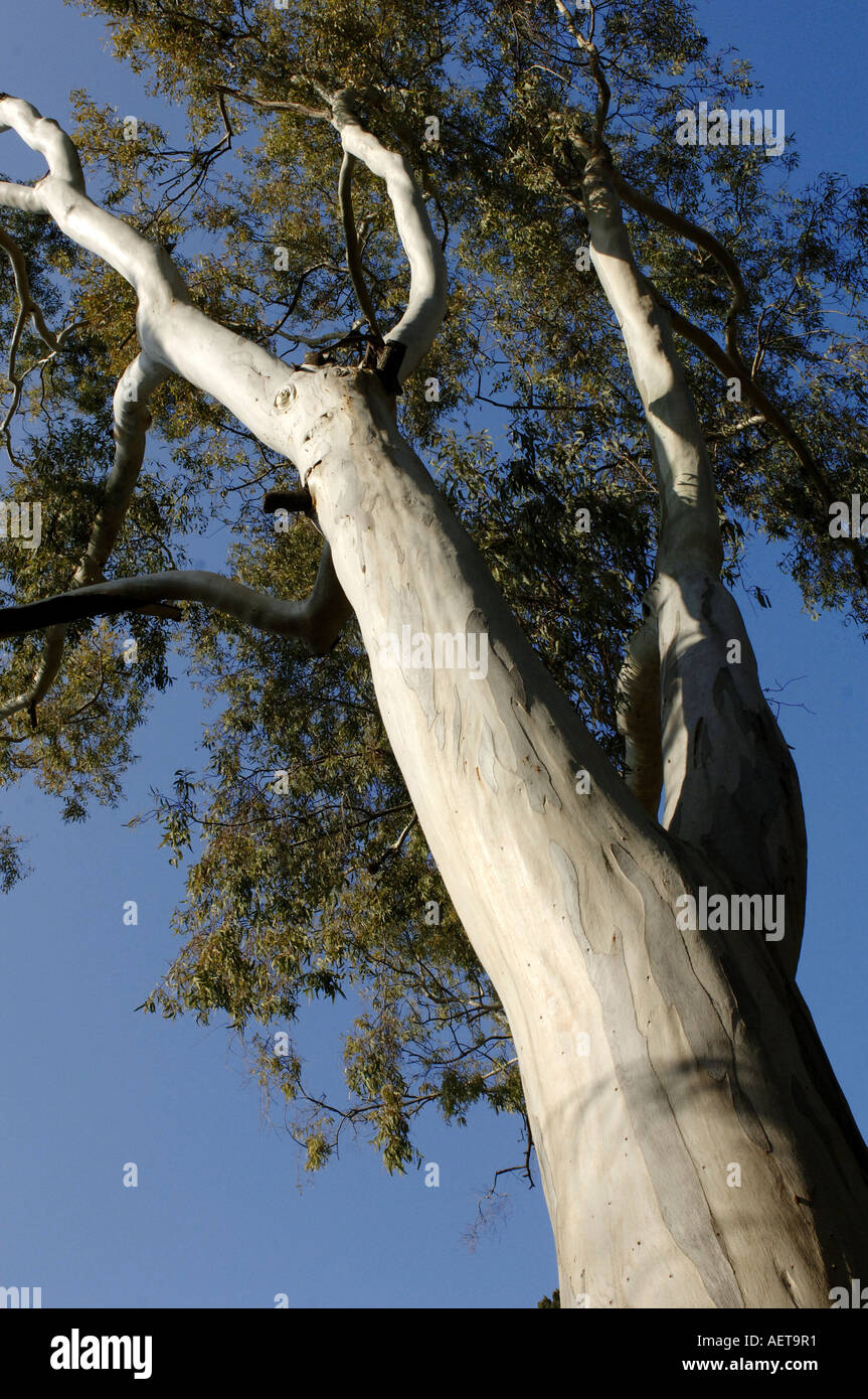 Australian eucalyptus gum tree in the Hanbury Botanical Garden in La ...