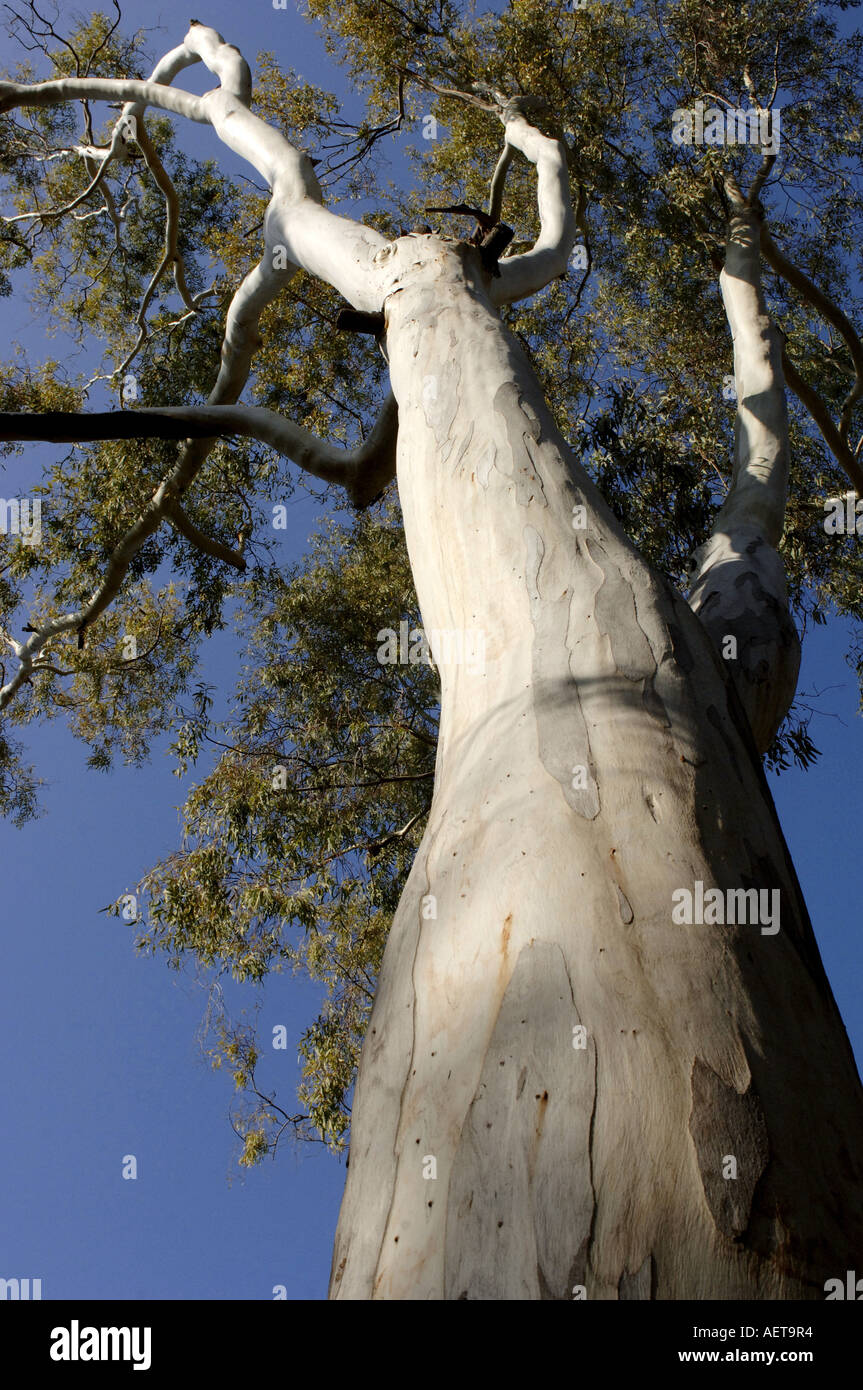Australian Eucalyptus Trees