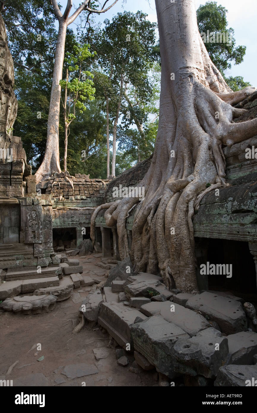 Tree roots growing through the ruins of Ta Prohm Temple near Angkor Wat ...