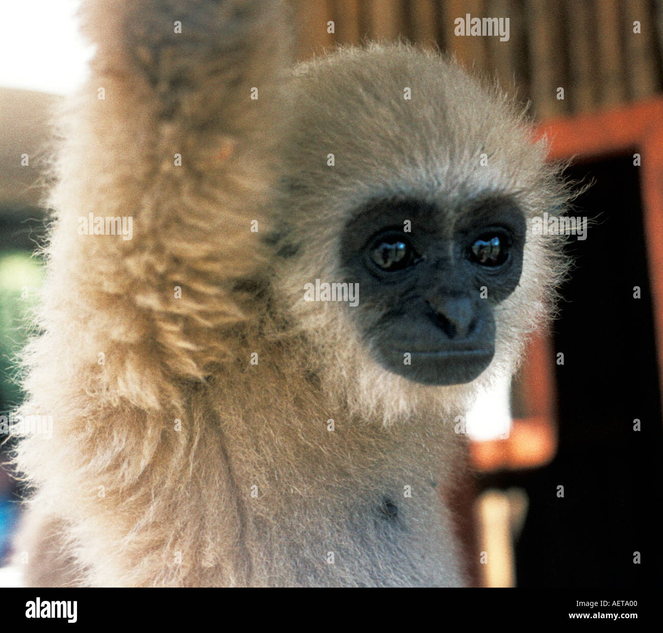 Close up portrait of a baby gibbon in Thailand Stock Photo - Alamy
