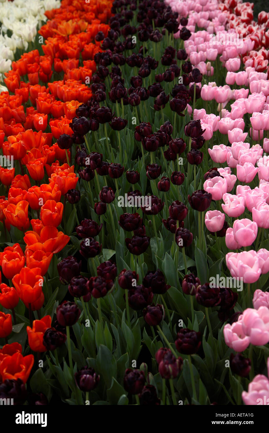 Four pink tulips hi-res stock photography and images - Alamy