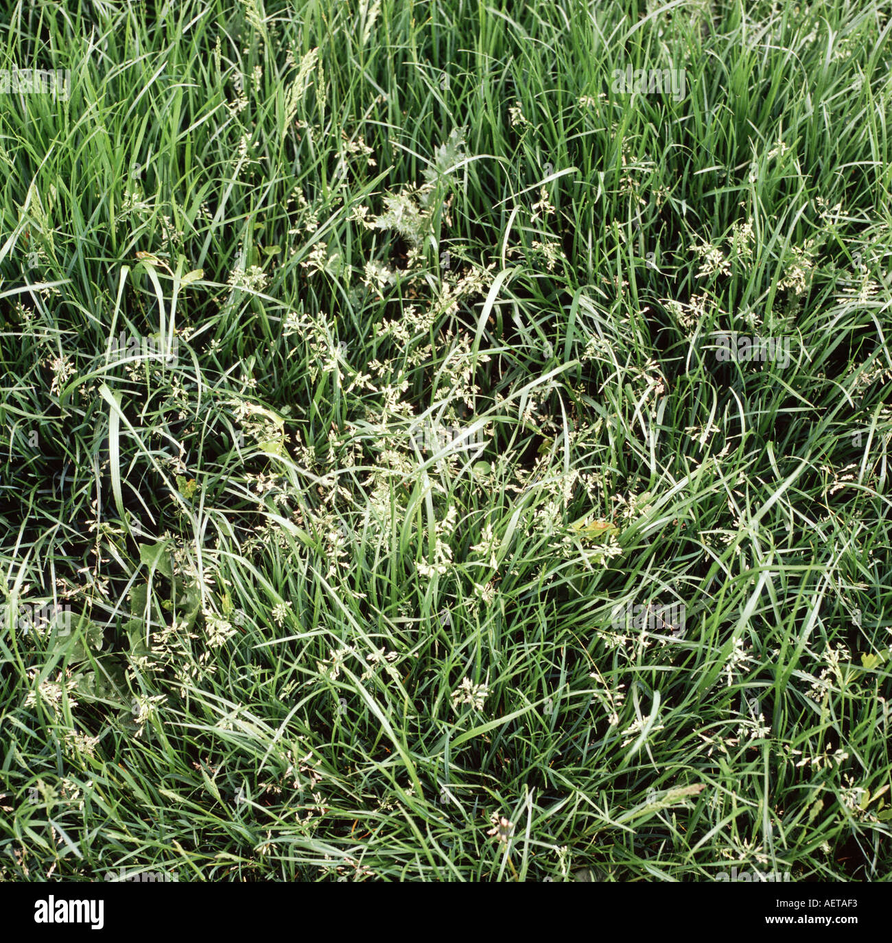 Close up of annual meadow angiospermgrass Poa annua in flower in ...