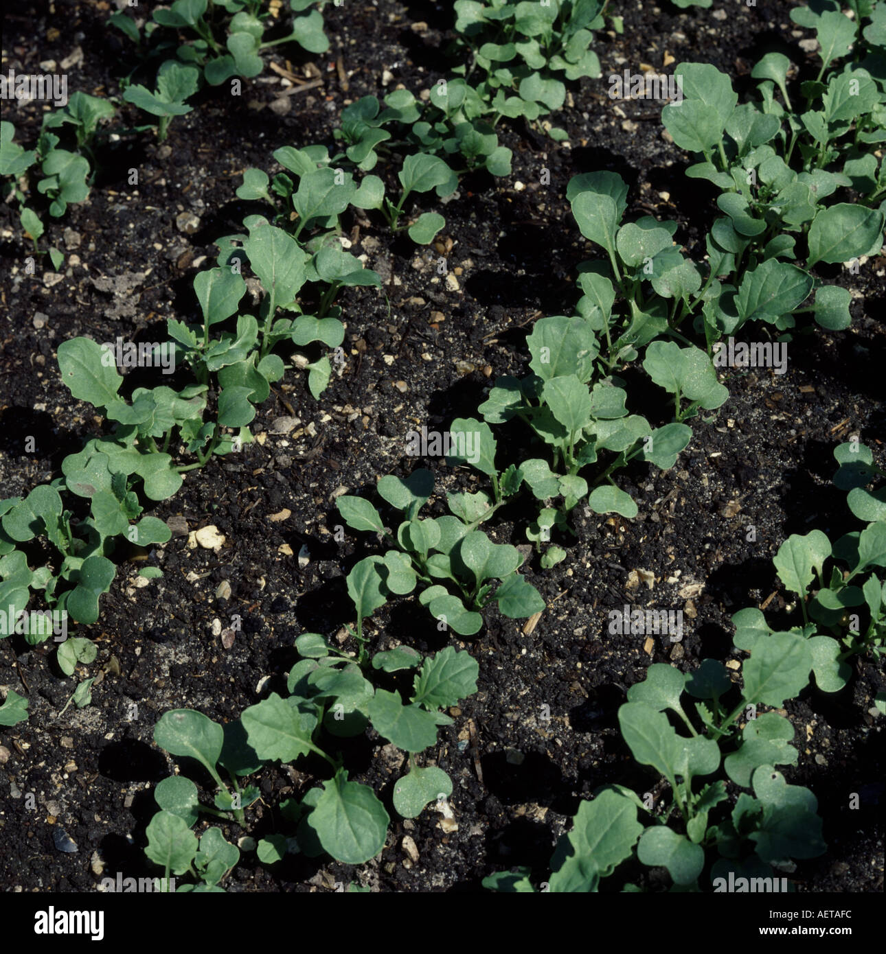 Close up looking down on seedling oilseed rape crop Brassica napus ...
