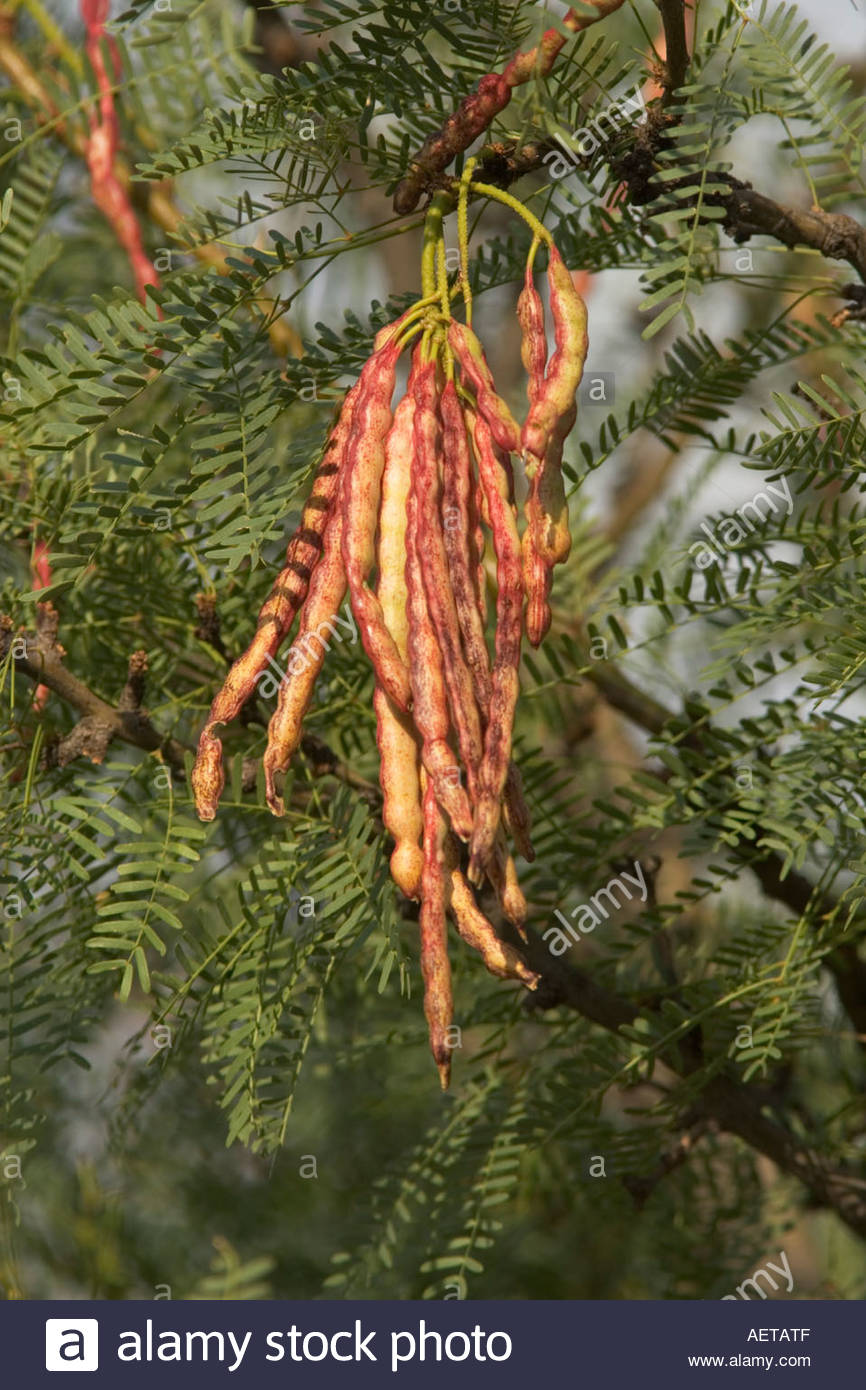 Mesquite Tree Pods Stock Photos & Mesquite Tree Pods Stock Images - Alamy