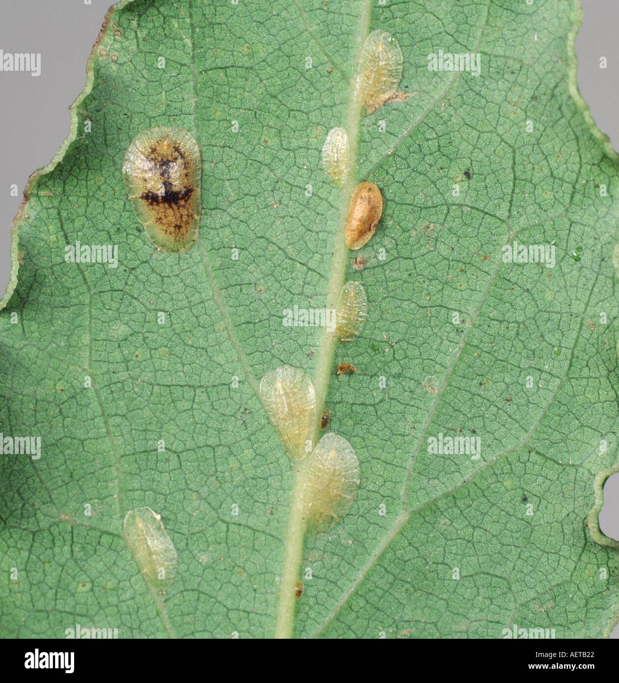 Soft scale pest hi-res stock photography and images - Alamy