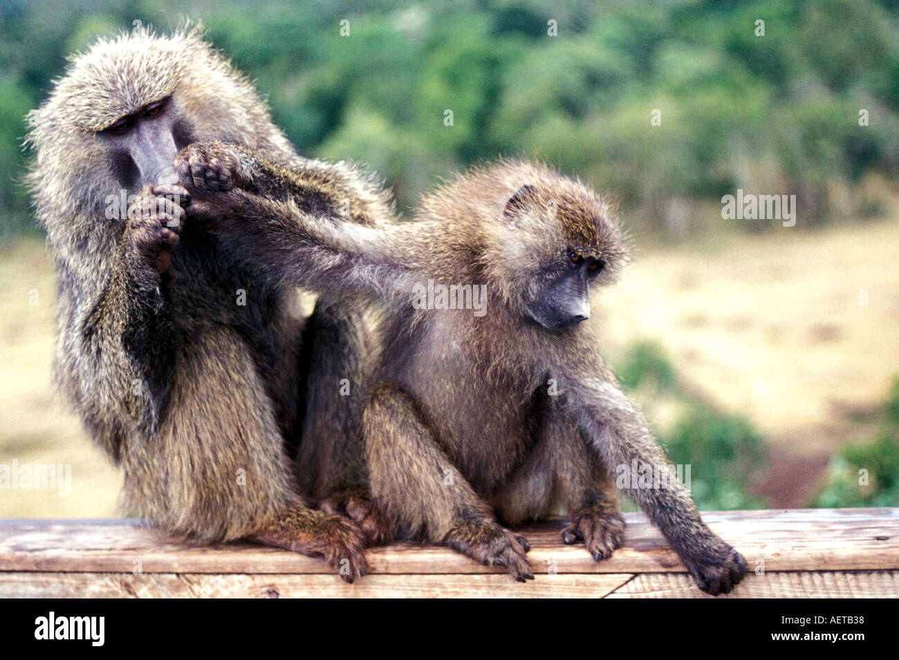 Female baboon grooming its baby at Treetops safari lodge in Kenya Stock ...