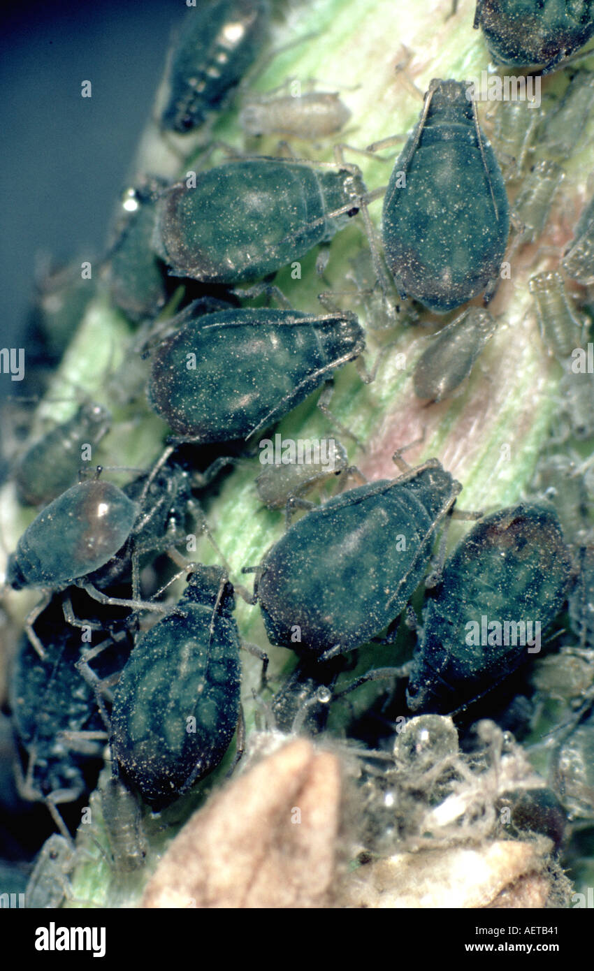 Bird cherry aphids Rhopalosiphum padi on a maize tassel Stock Photo - Alamy