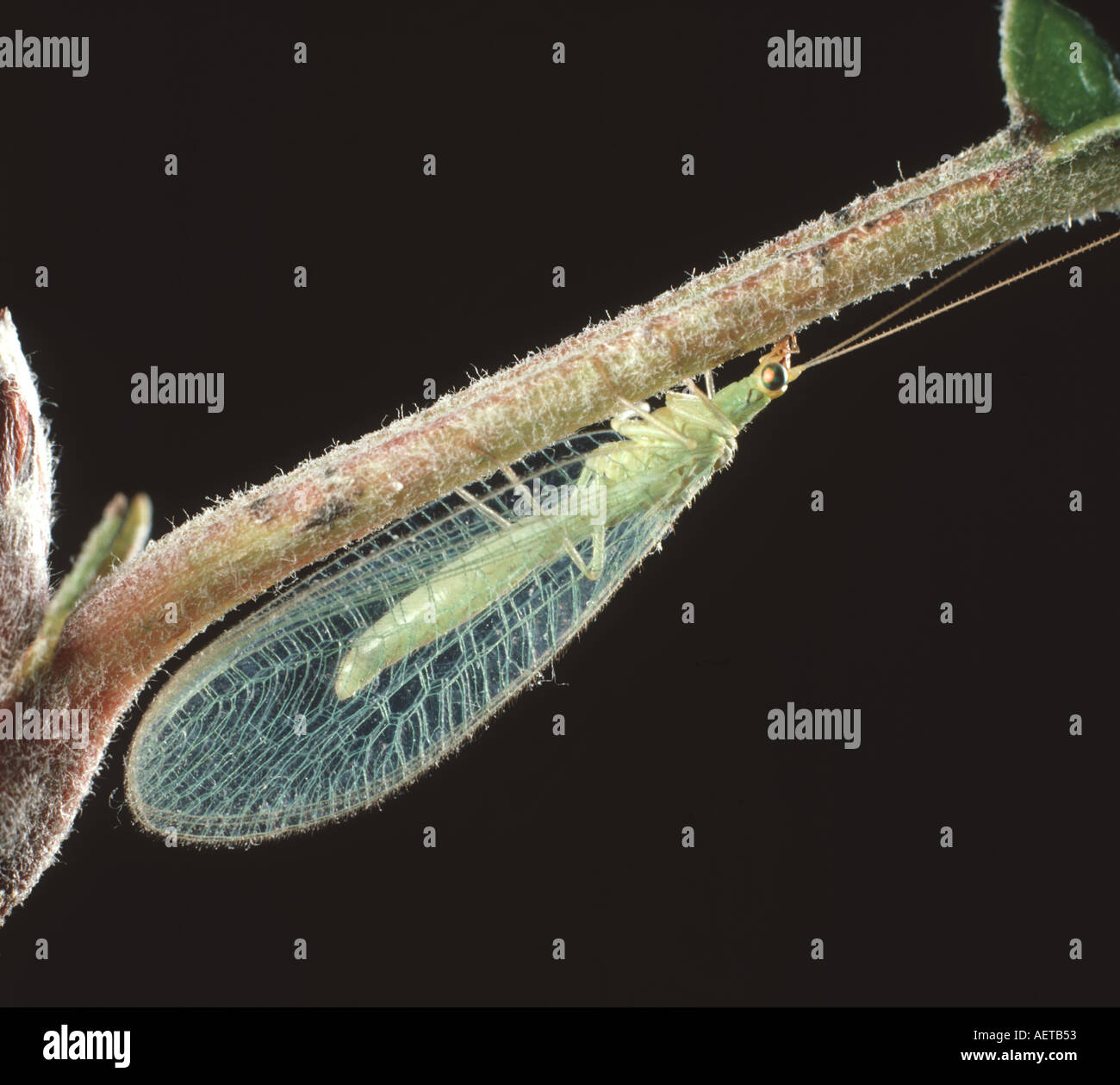 Common green lacewing Chrysoperla carnea adult The larvae of these ...