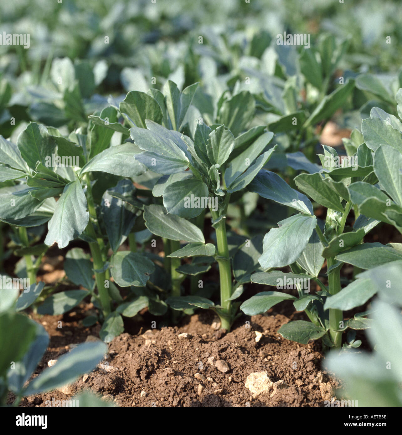 Crop of young field beans Vicia faba May England Stock Photo - Alamy