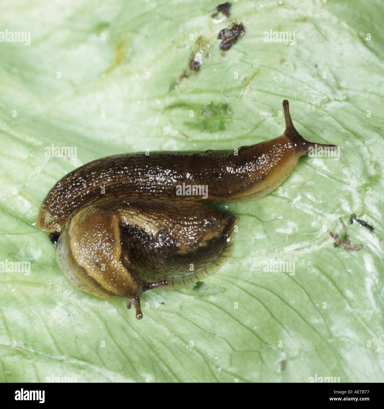Slug damage lettuce hi-res stock photography and images - Alamy