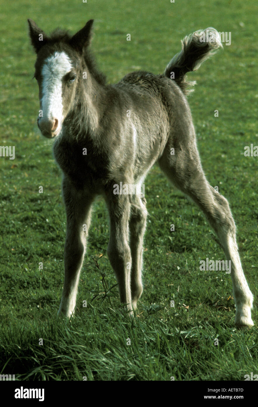 Young foal standing unsteadily in an English paddock Stock Photo - Alamy