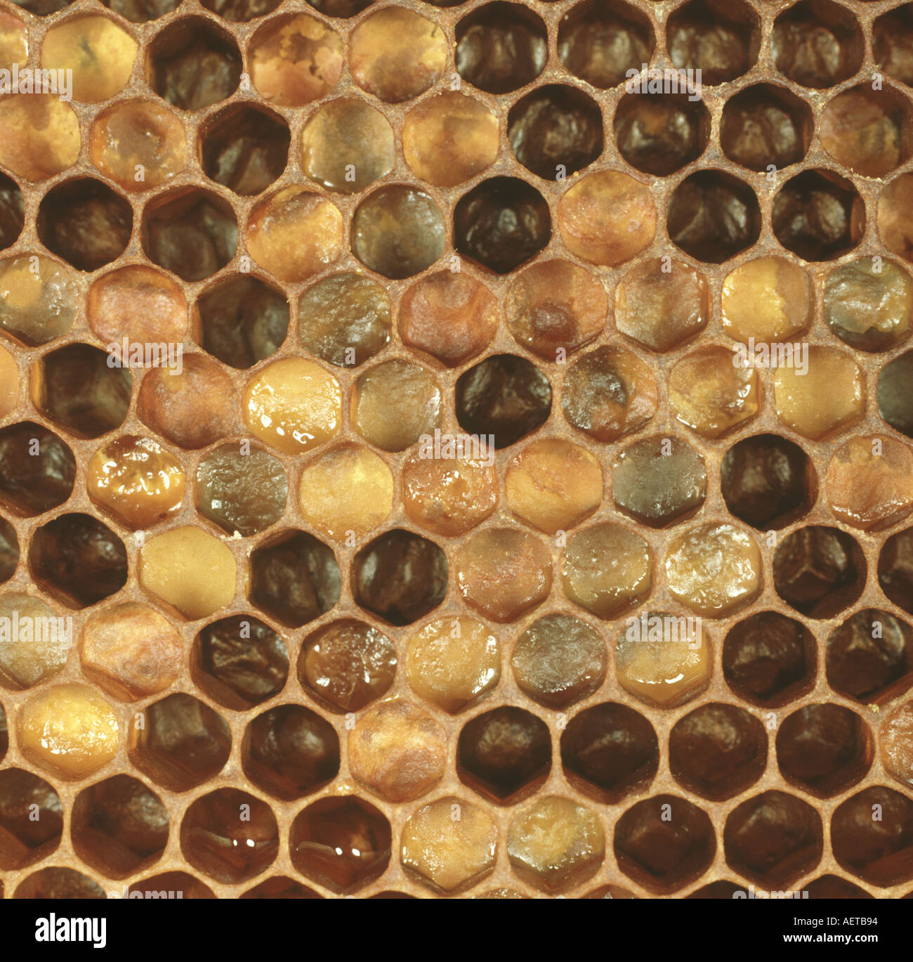 Honey bee Apis mellifera comb with pollen and sealed unsealed honey ...