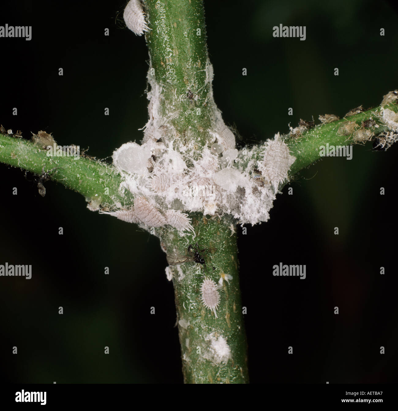 Severe mealybug Pseudococcus longispinus infestation on glasshouse ...