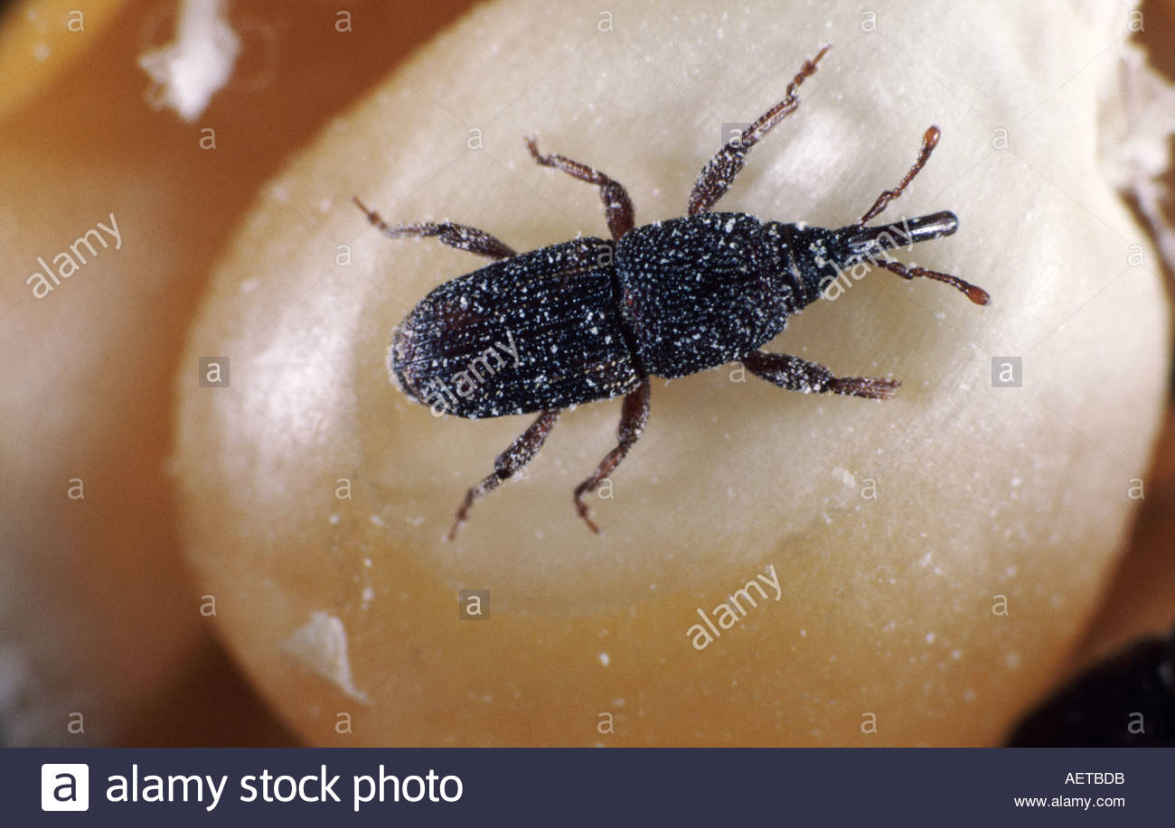 Maize Store Stock Photos & Maize Store Stock Images - Alamy