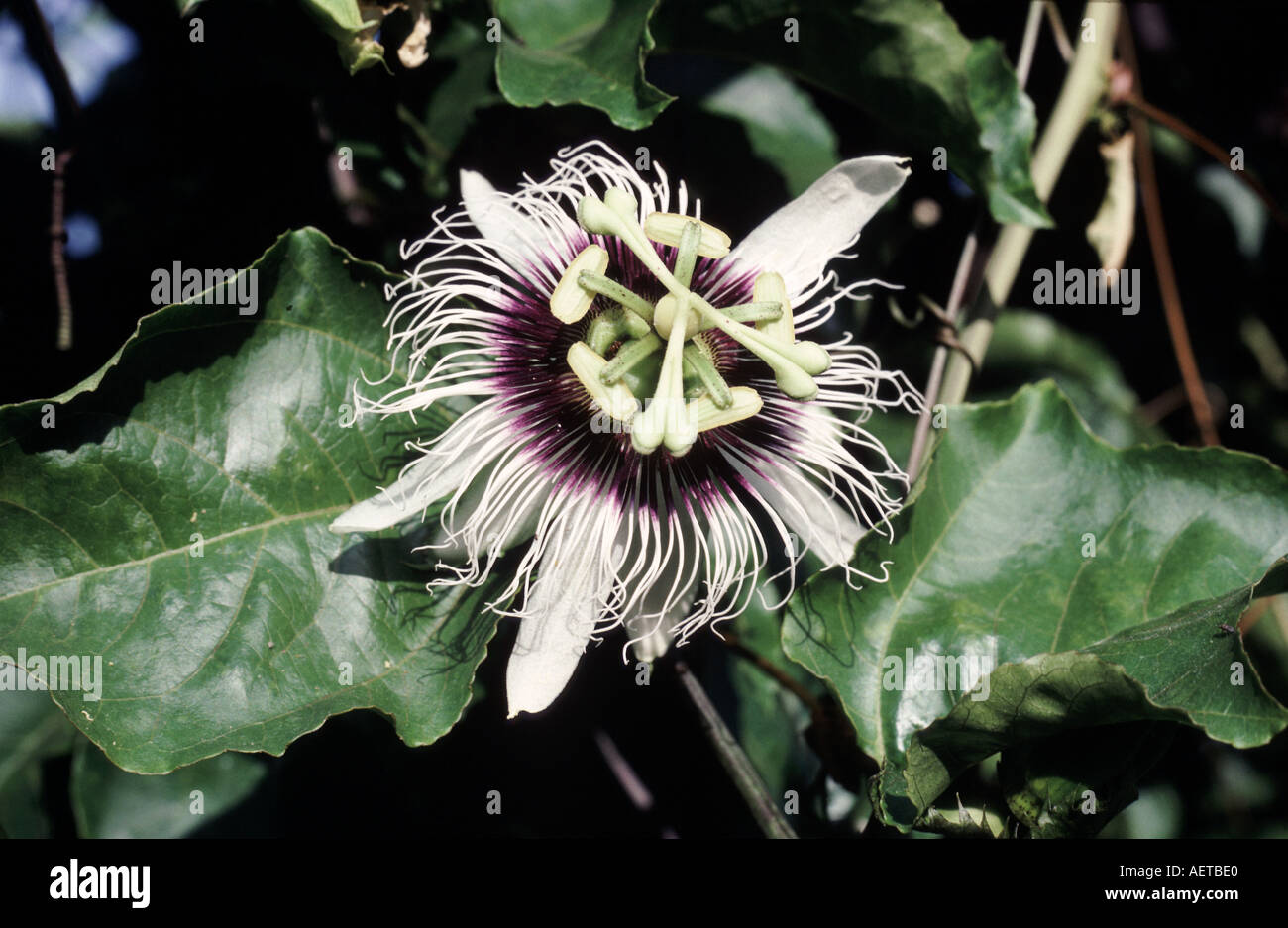 Close up of a passion flower Passiflora edulis on passion fruit crop ...