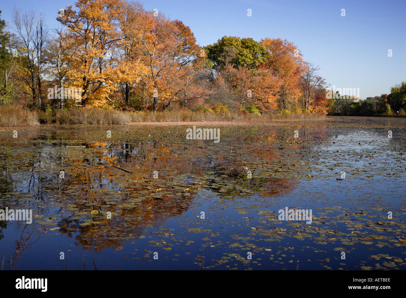 Lake with autumn leaves falling Stock Photo - Alamy