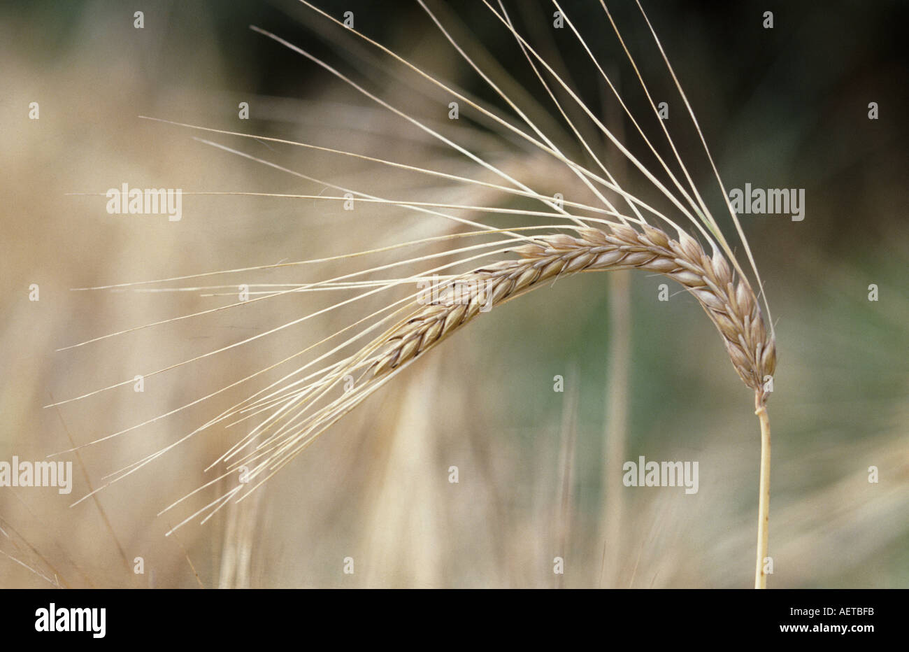 Barley ripe hi-res stock photography and images - Alamy
