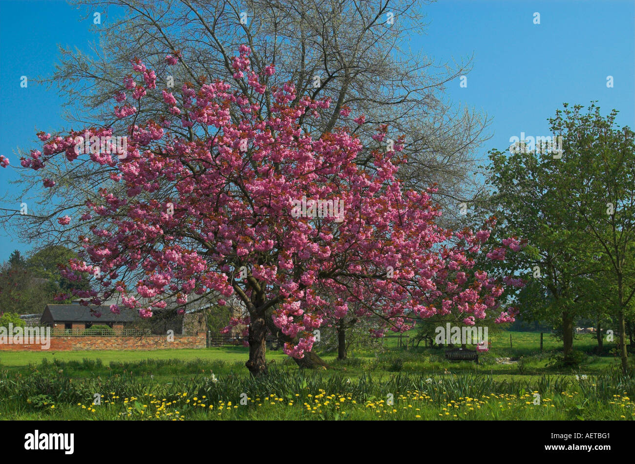 Blossom Tree in Muston North Yorkshire England United Kingdom U K Great ...