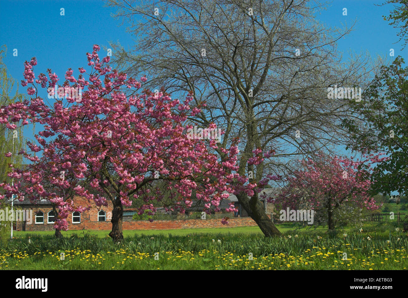 Blossom Tree in Muston North Yorkshire England United Kingdom U K Great ...