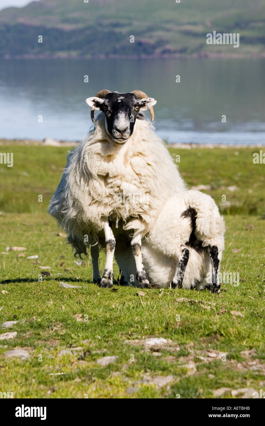 Scottish black faced ewe and suckling lamb Isle of Mull Scotland UK ...