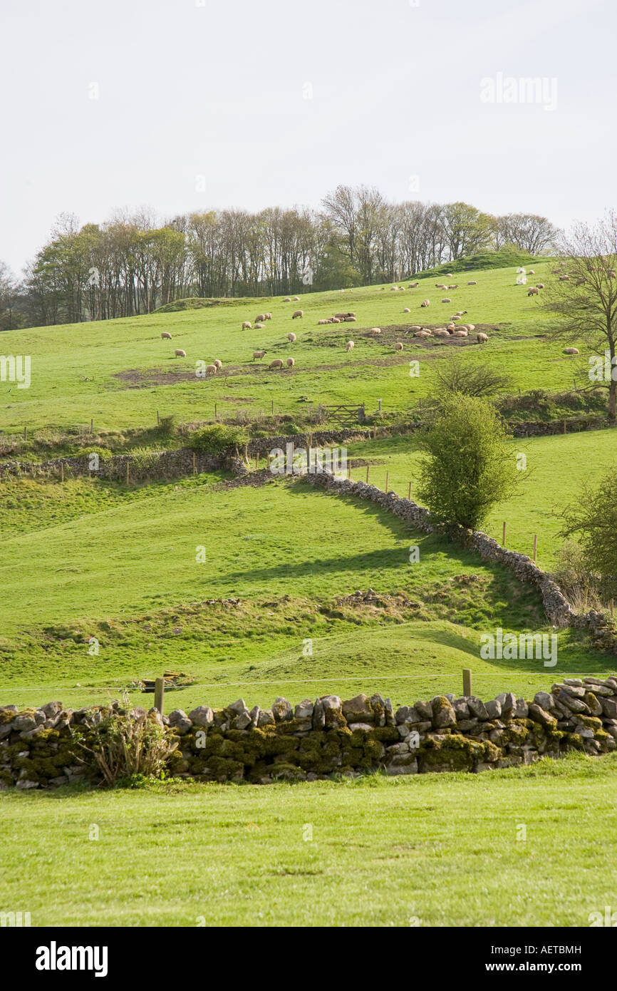 Rolling Hills and Fields in Derbyshire at Spring Stock Photo - Alamy