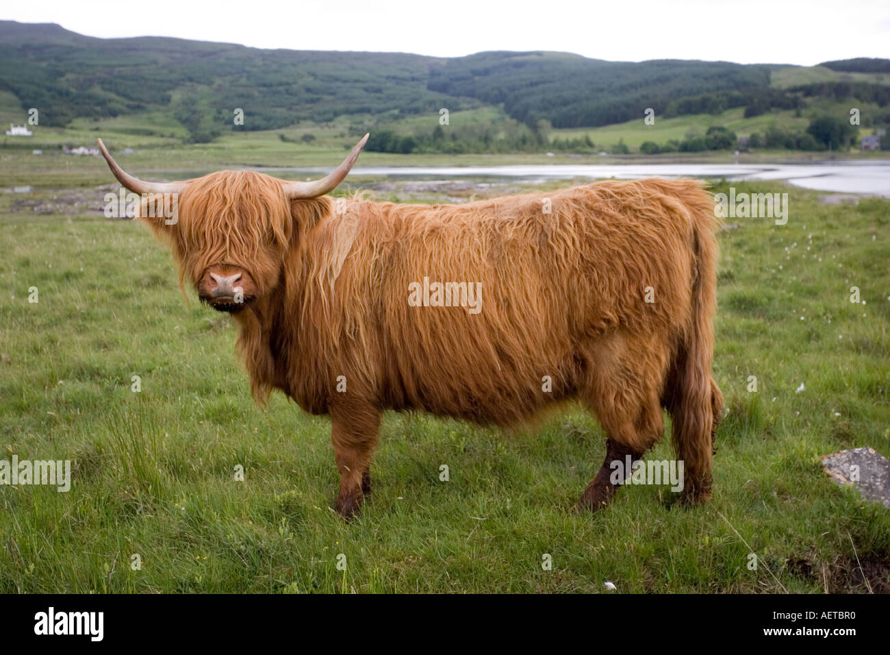 Highland cow on Isle of Mull Scotland UK Stock Photo - Alamy