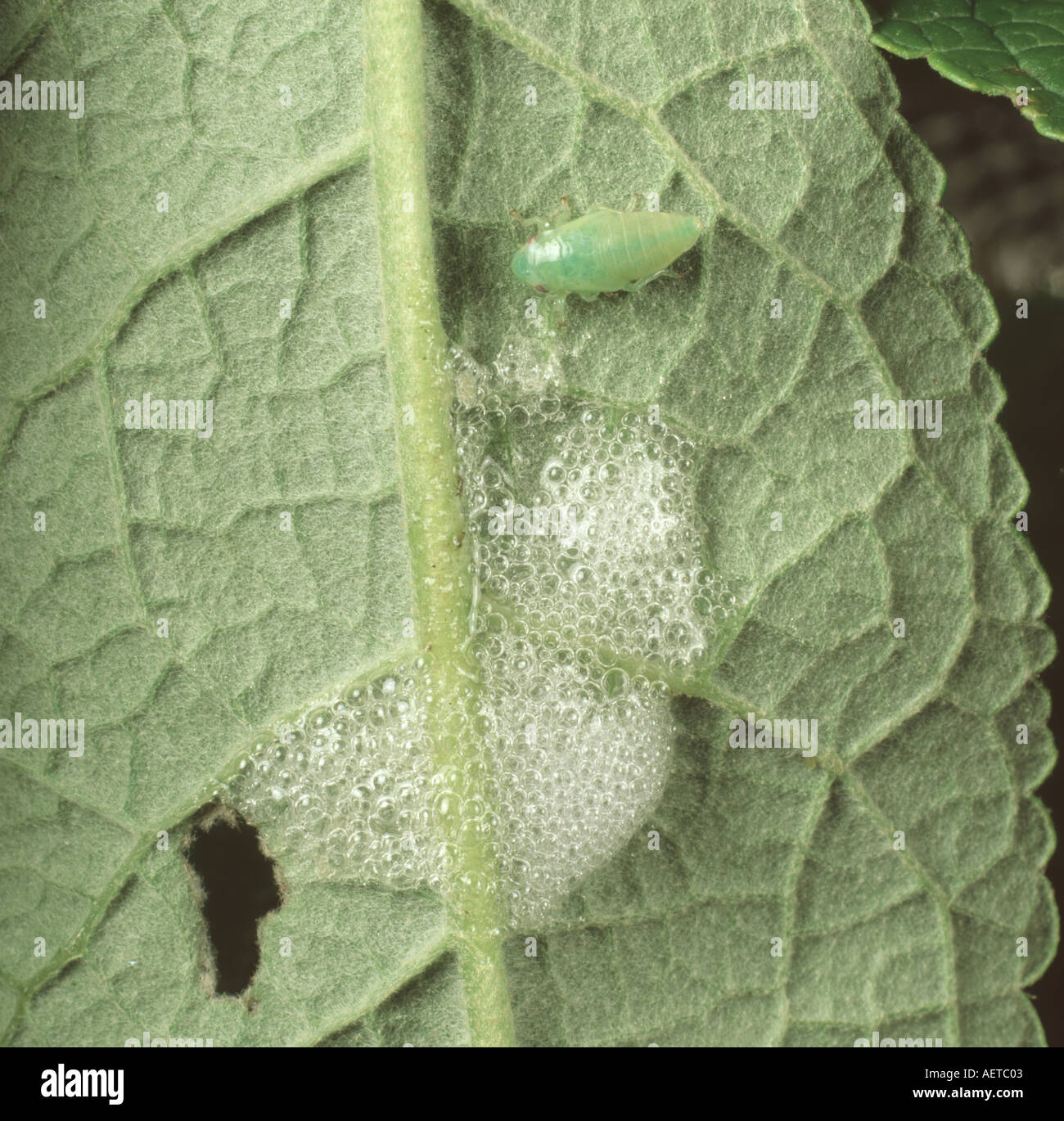 A common froghopper Philaenus spumarius nymph on a leaf with cuckoo ...