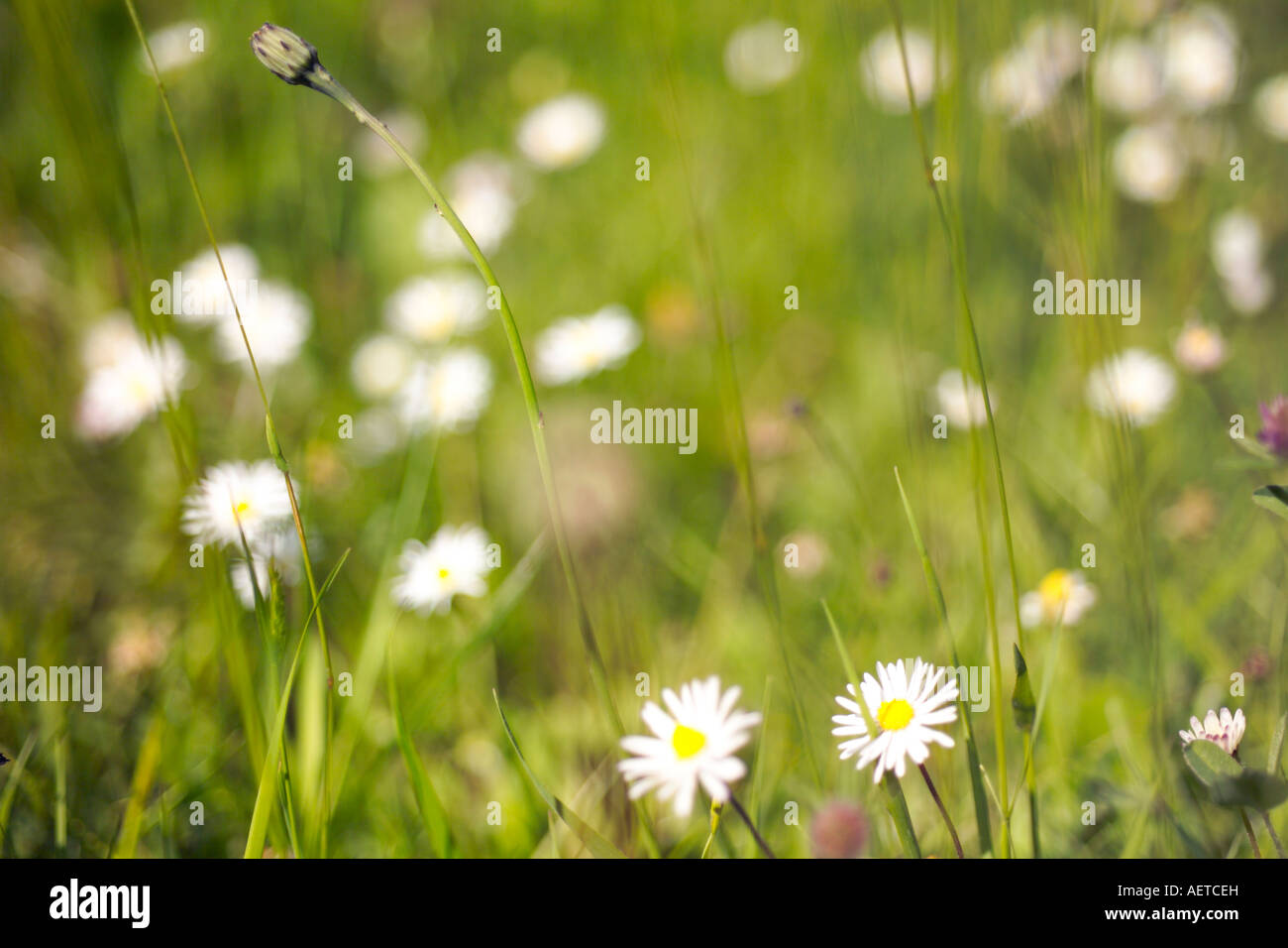 A UK field in summer Stock Photo - Alamy