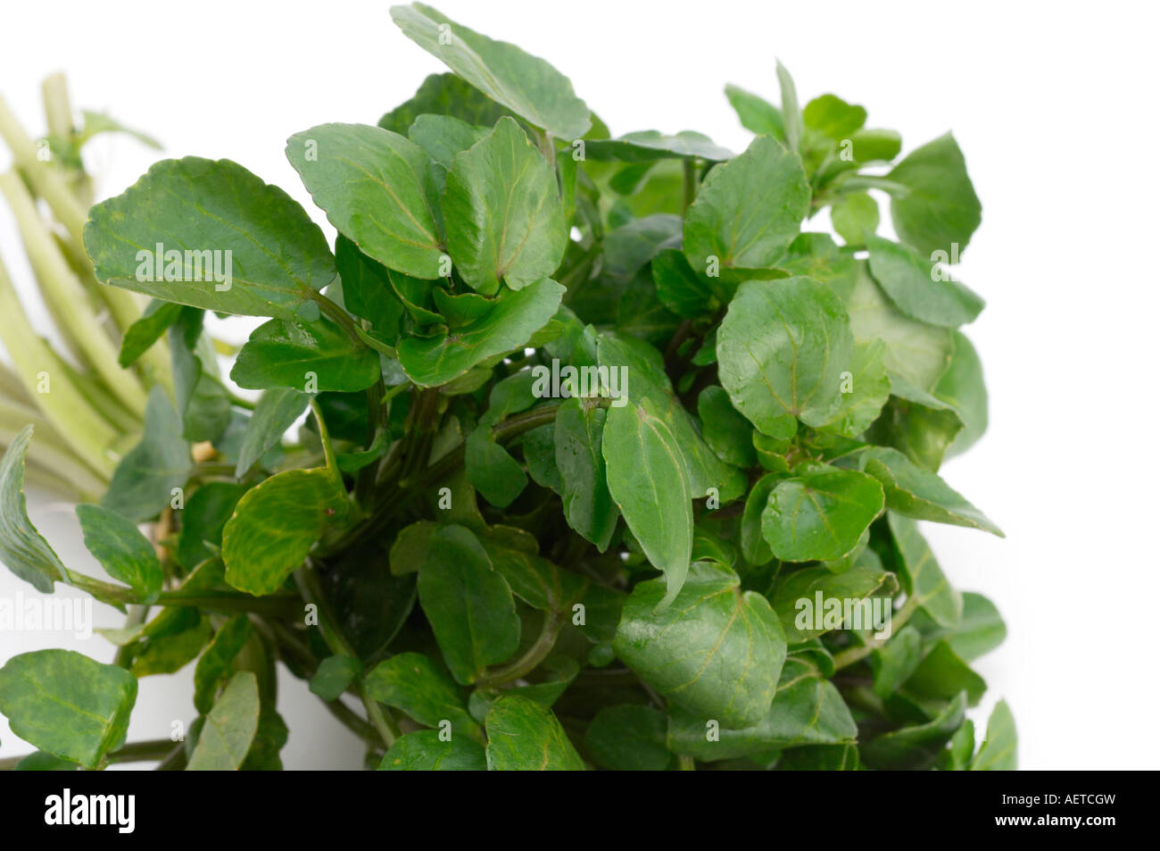 Watercress salad still life hi-res stock photography and images - Alamy