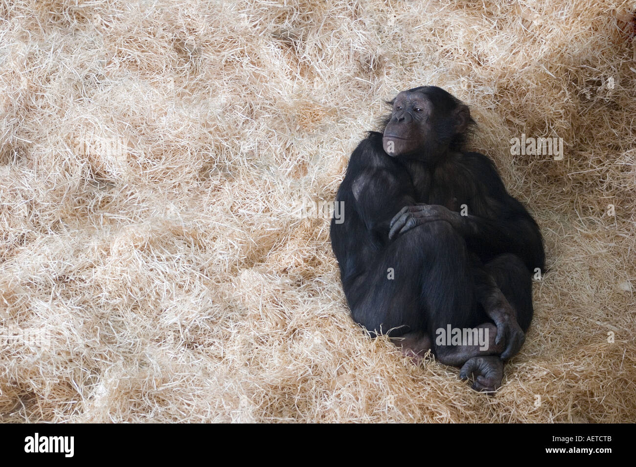 Chimpanzee Feet High Resolution Stock Photography and Images - Alamy