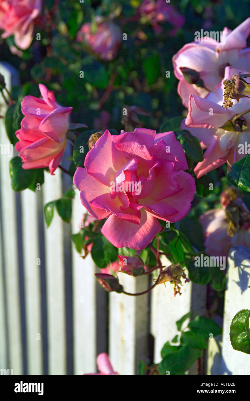 Pink roses on a picket fence Stock Photo - Alamy