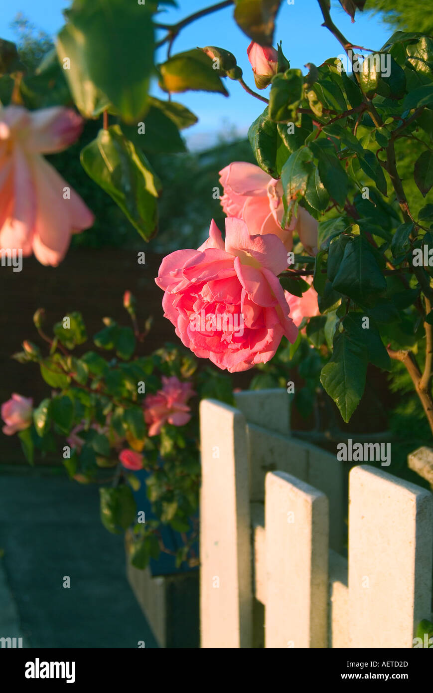 Pink roses on a picket fence Stock Photo - Alamy